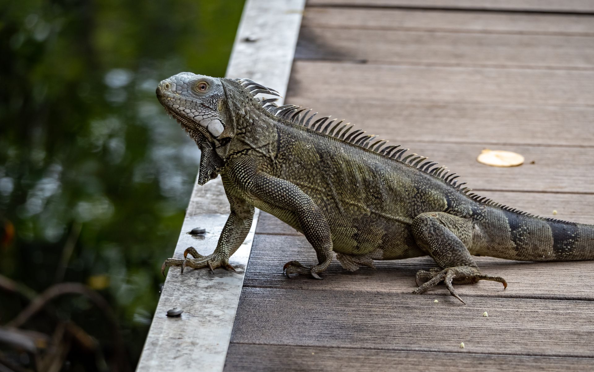 Nature & History | Curacao Rif Mangrove Park