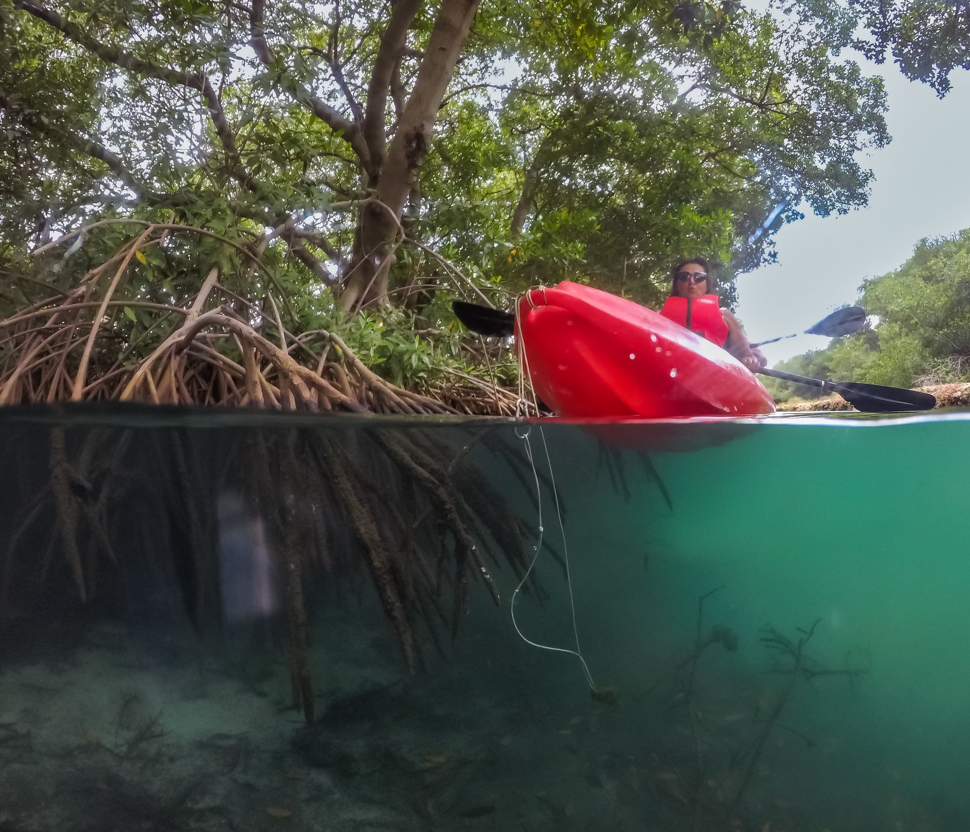 Activities & Trails | Curacao Rif Mangrove Park