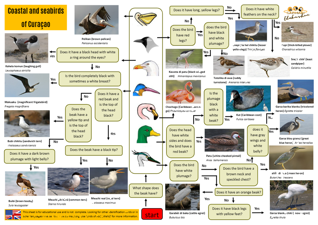 coastal- and sea birds identification sheet | Curacao Rif Mangrove Park