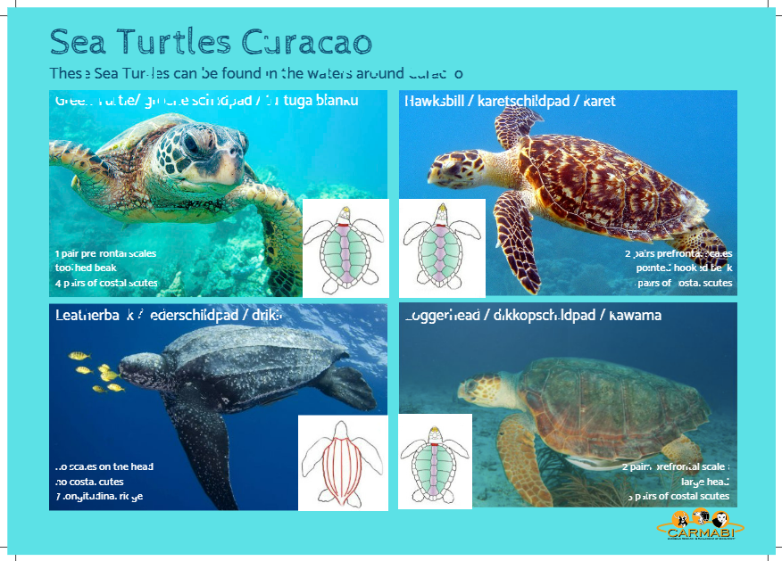 Sea Turtles Curacao | Curacao Rif Mangrove Park